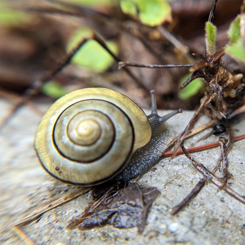 Land snails feel alien, but their love darts prove it's always easier ...