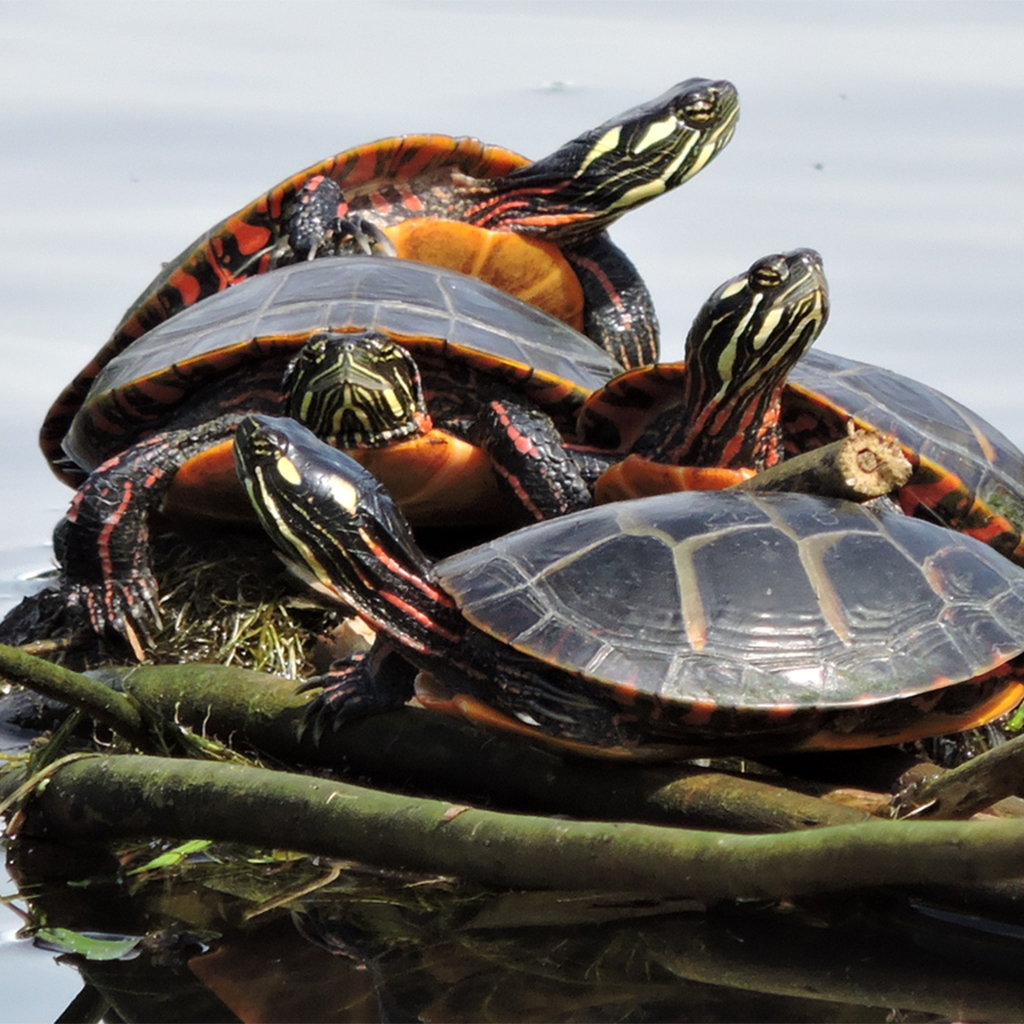 How painted turtles survive months submerged at a pond's bottom without ...