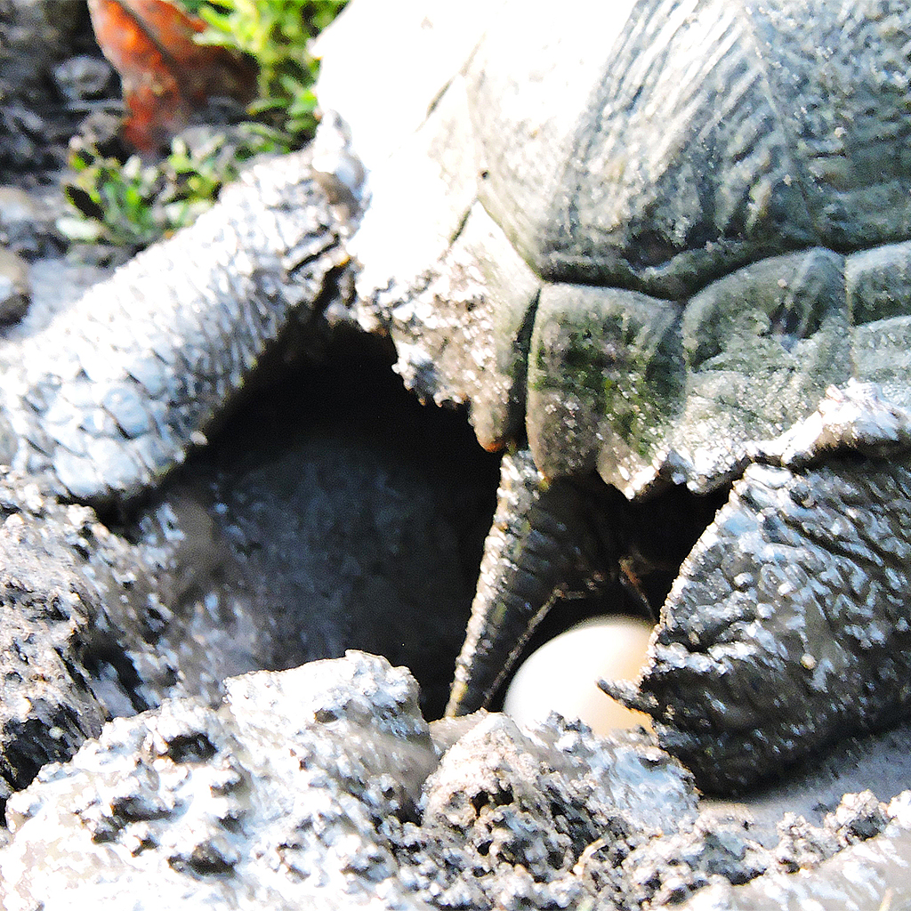 How painted turtles survive months submerged at a pond's bottom without ...