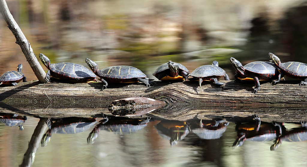 How painted turtles survive months submerged at a pond's bottom without ...