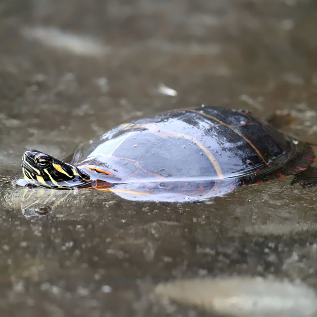 How painted turtles survive months submerged at a pond's bottom without ...