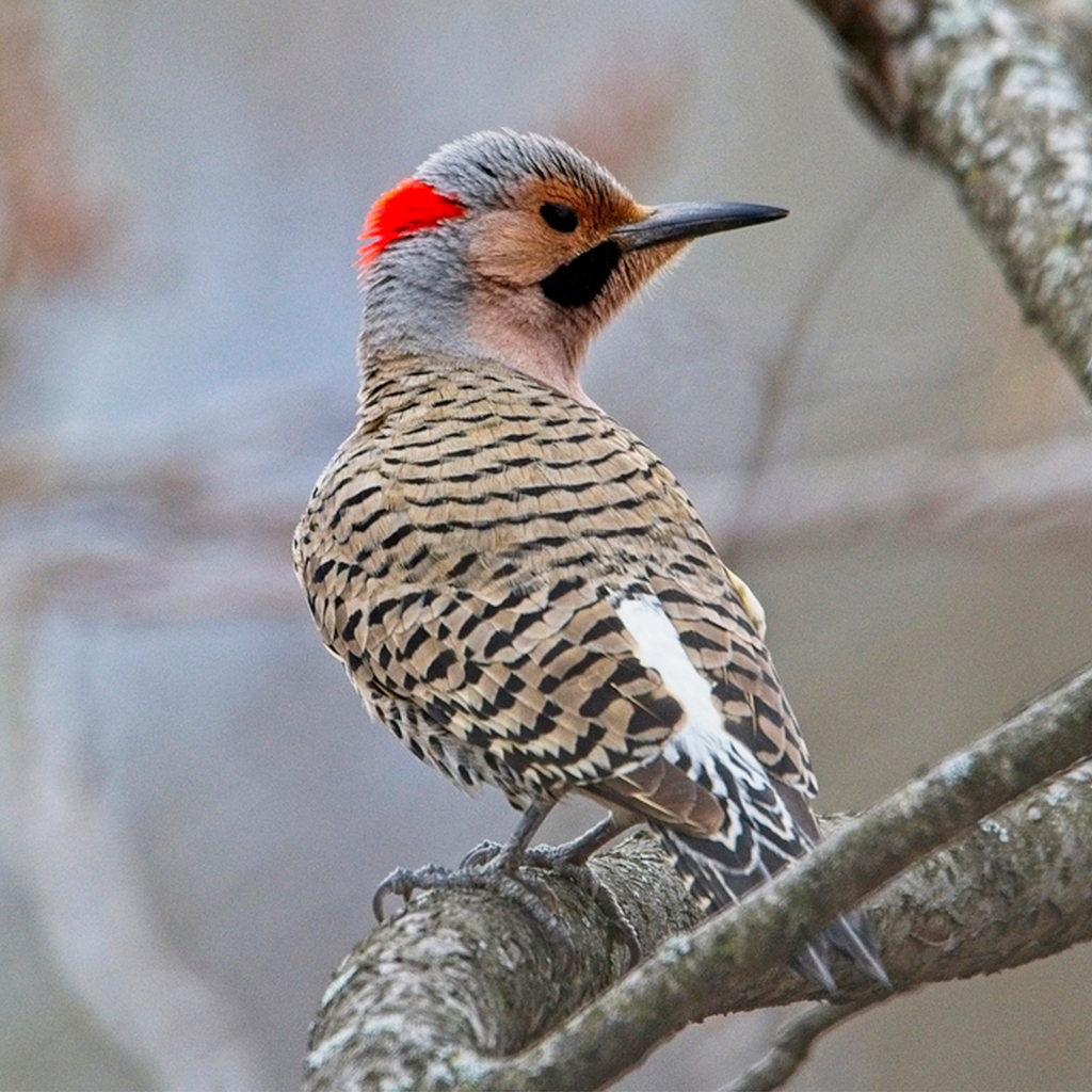 Northern flicker birds say 'yuck, yuck, yuck,' which you might say to ...