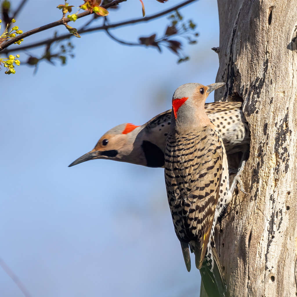 Northern flicker birds say 'yuck, yuck, yuck,' which you might say to ...