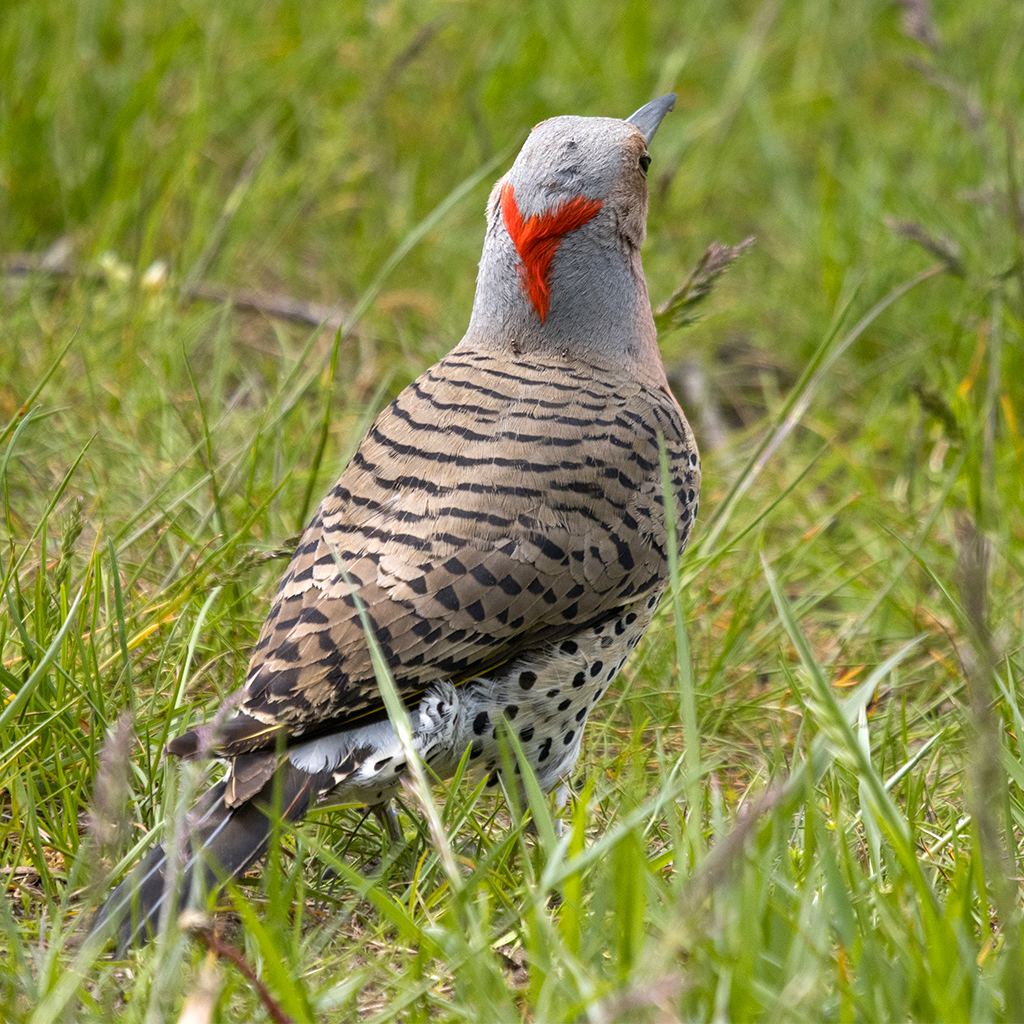 Northern flicker birds say 'yuck, yuck, yuck,' which you might say to ...