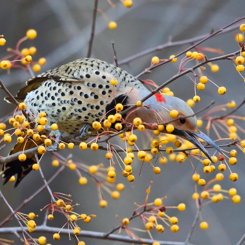 Northern flicker birds say 'yuck, yuck, yuck,' which you might say to ...