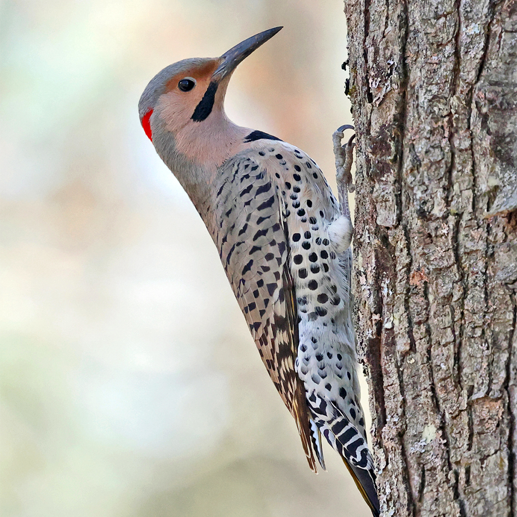 Northern flicker birds say 'yuck, yuck, yuck,' which you might say to ...