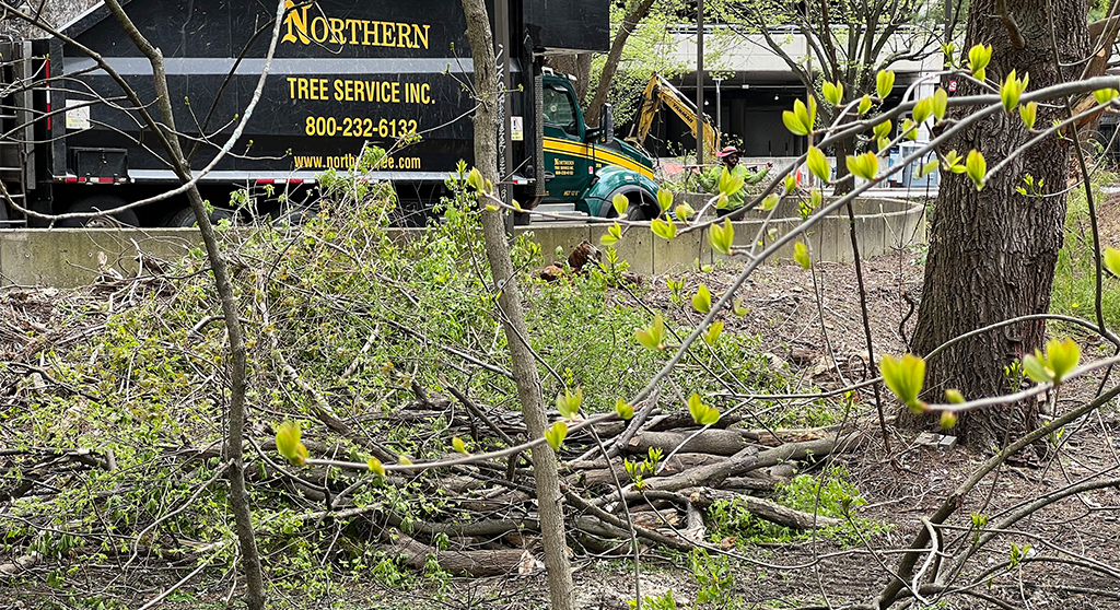 Another 70 trees killed in Cambridge, and for what? - Cambridge Day