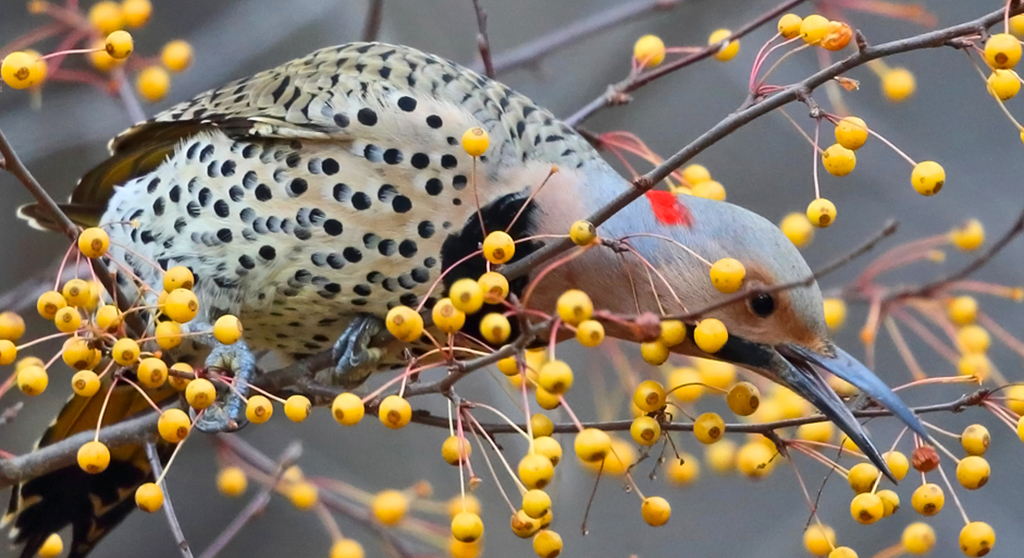 Northern flicker birds say 'yuck, yuck, yuck,' which you might say to ...