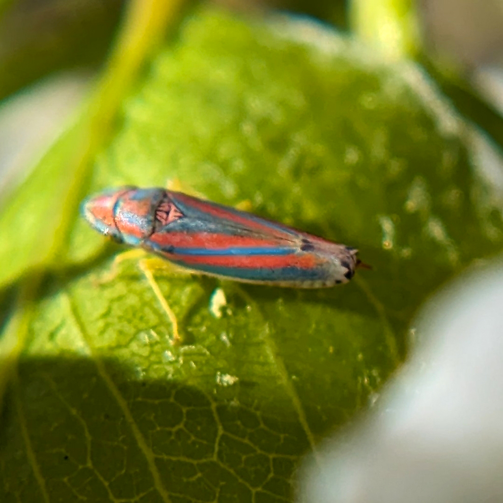Red-banded leafhoppers produce nanoparticles that could lead humans ...