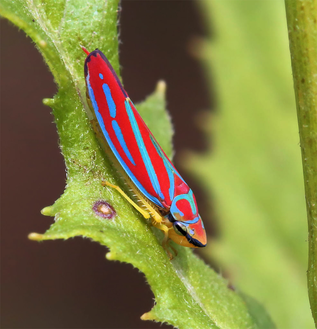 Red-banded leafhoppers produce nanoparticles that could lead humans ...