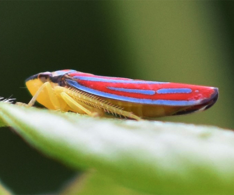 Red-banded leafhoppers produce nanoparticles that could lead humans ...