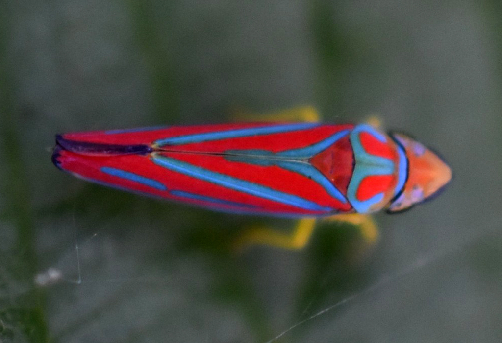 Red-banded leafhoppers produce nanoparticles that could lead humans ...