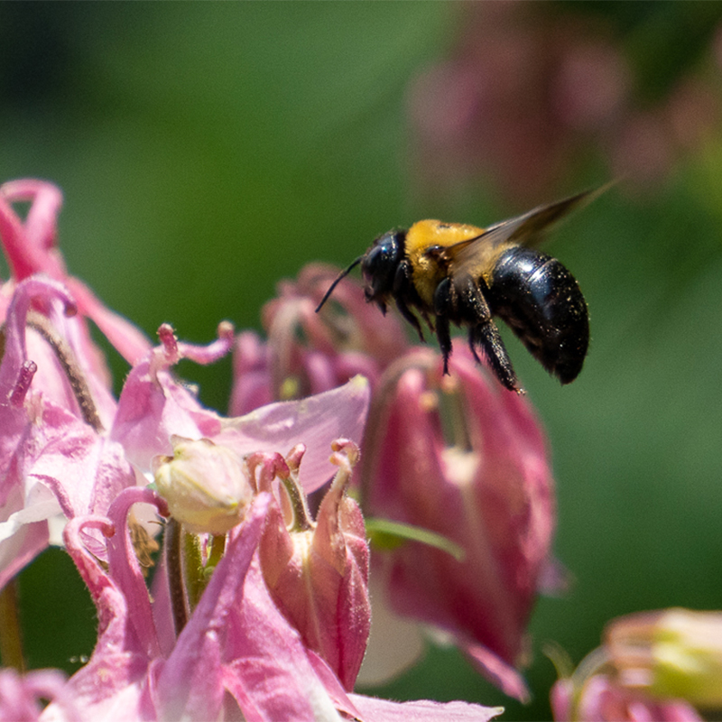 The solitary and secretly peaceful carpenter bee may evolve before our ...