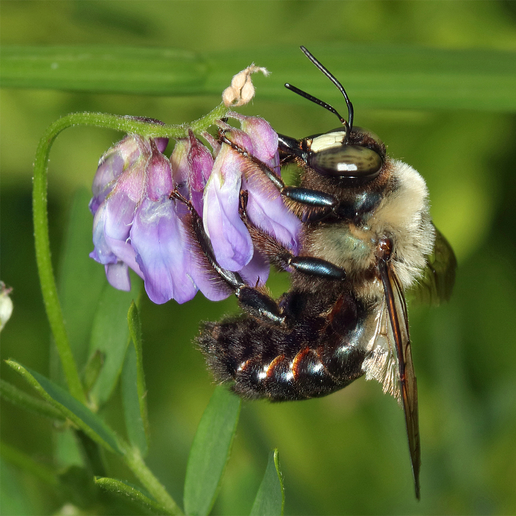 The solitary and secretly peaceful carpenter bee may evolve before our ...