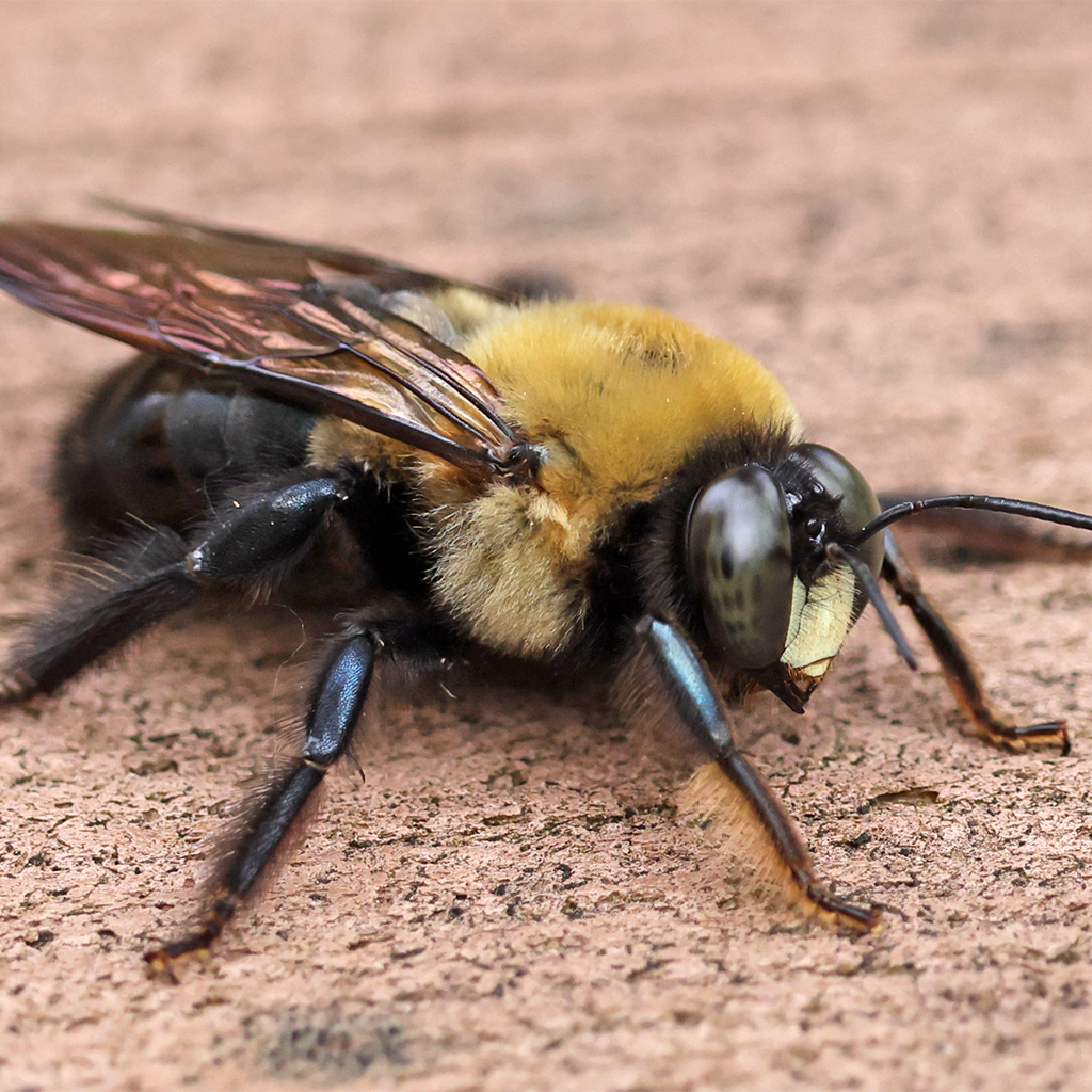 The solitary and secretly peaceful carpenter bee may evolve before our ...