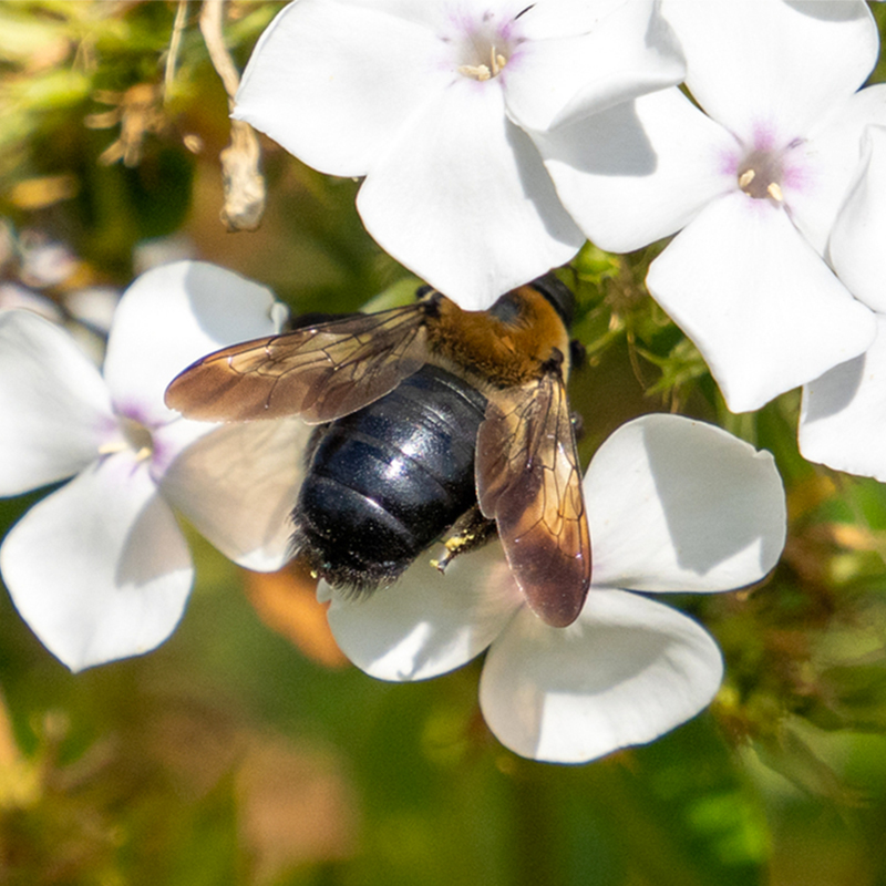 The solitary and secretly peaceful carpenter bee may evolve before our ...