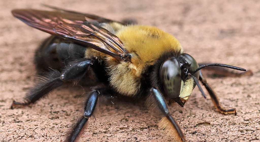 The solitary and secretly peaceful carpenter bee may evolve before our ...