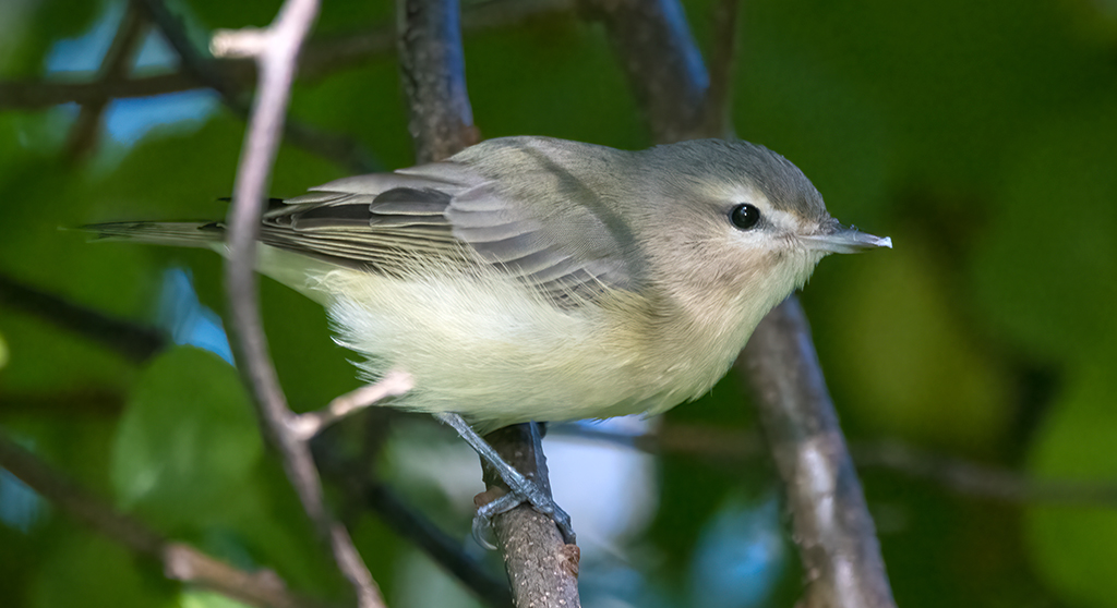 Warbling vireos are notable for endless singing, but it's in nest ...