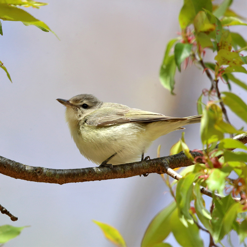 Warbling vireos are notable for endless singing, but it's in nest ...