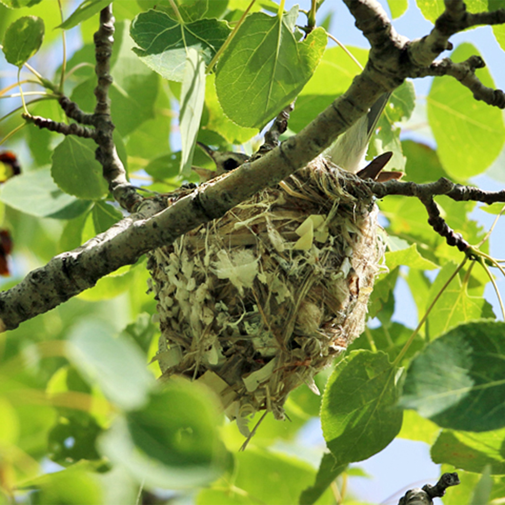 Warbling vireos are notable for endless singing, but it's in nest ...