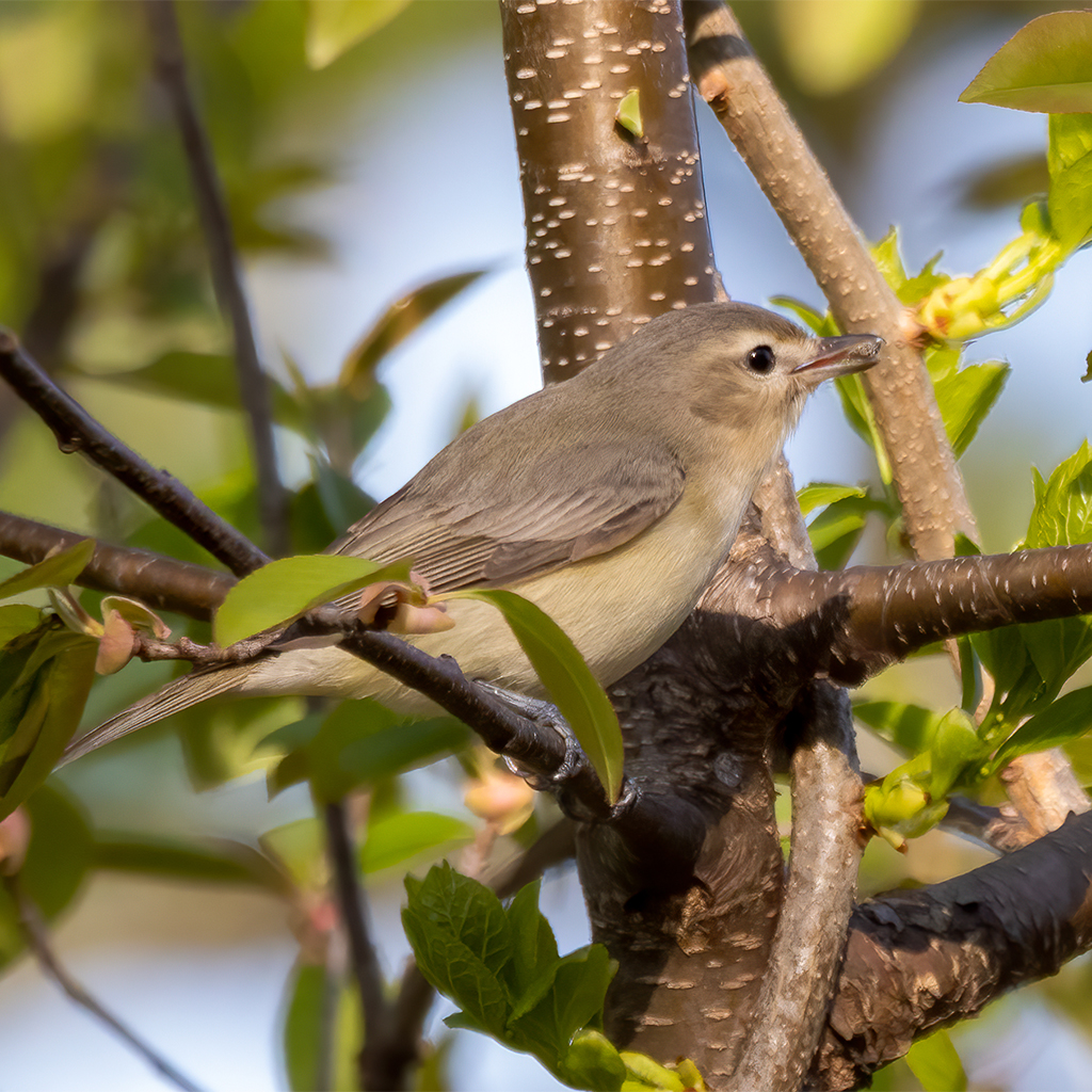 Warbling vireos are notable for endless singing, but it's in nest ...
