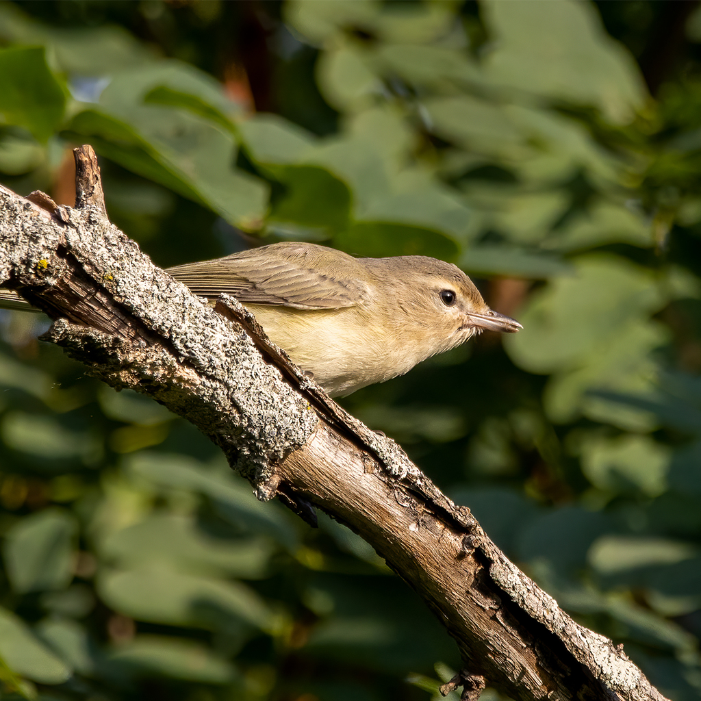 Warbling vireos are notable for endless singing, but it's in nest ...