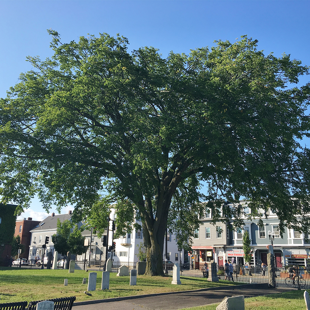 Warbling vireos are notable for endless singing, but it's in nest ...