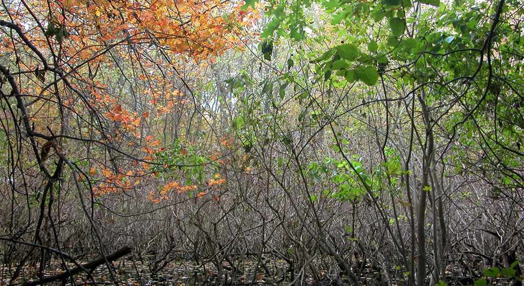 Watershed: An excursion in four parts (Part II) - Cambridge Day