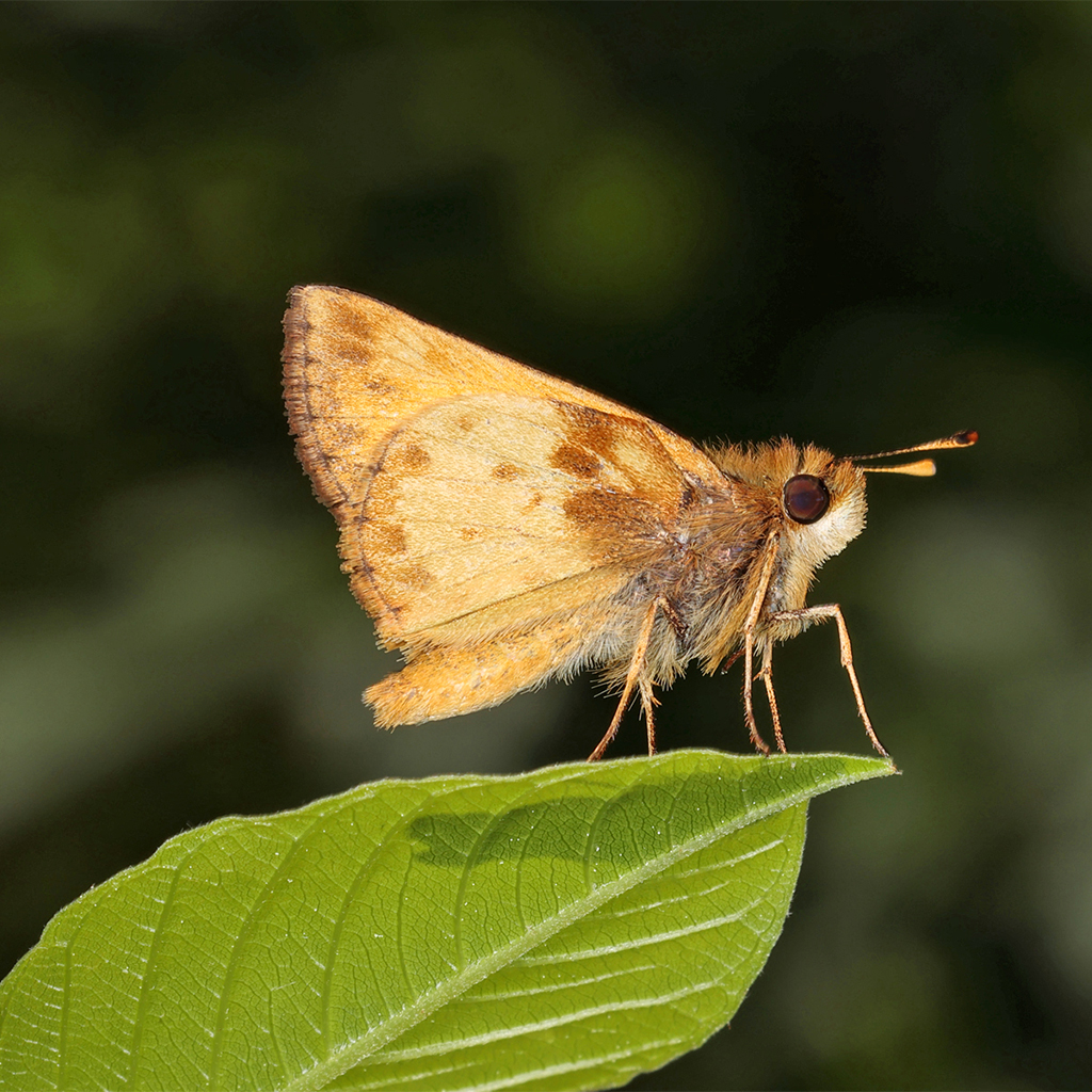 Grass skippers are butterflies' erratic flappers, focused on a plant ...