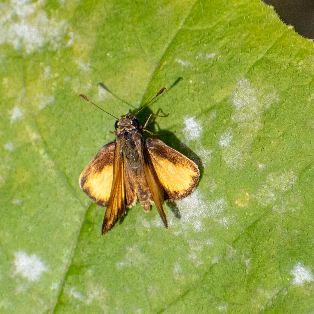 Grass skippers are butterflies' erratic flappers, focused on a plant ...