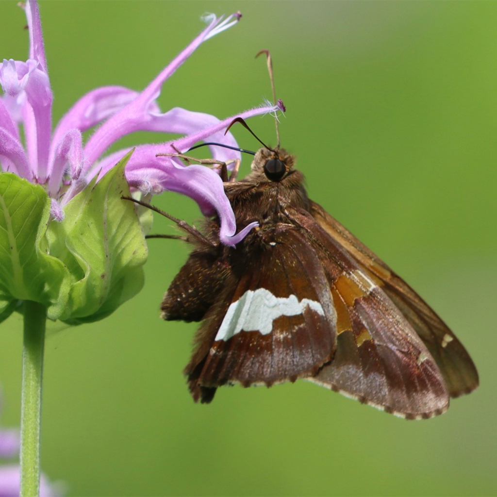 Grass skippers are butterflies' erratic flappers, focused on a plant ...