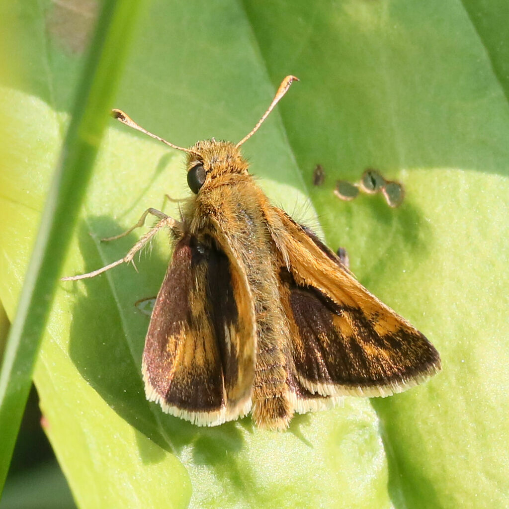 Grass skippers are butterflies' erratic flappers, focused on a plant ...