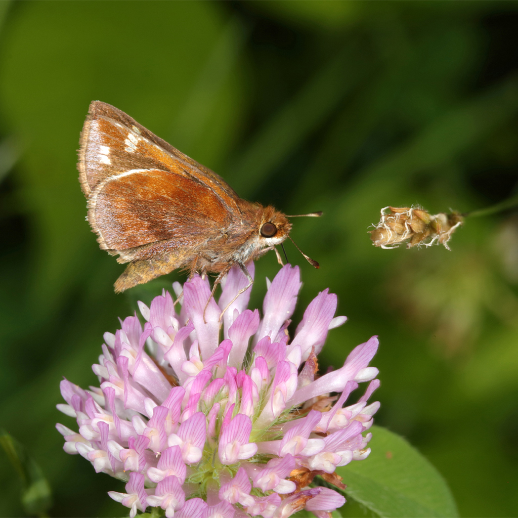 Grass skippers are butterflies' erratic flappers, focused on a plant ...