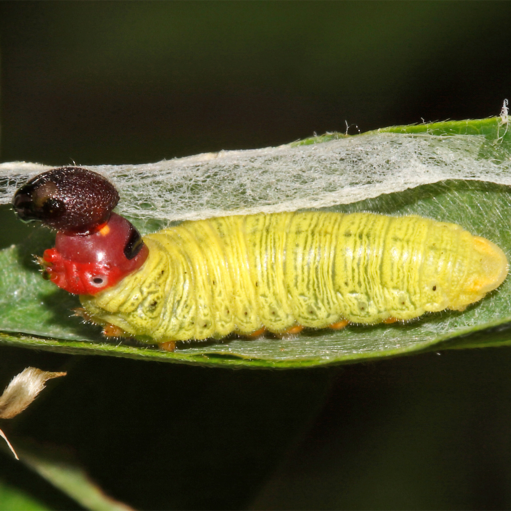 Grass skippers are butterflies' erratic flappers, focused on a plant ...
