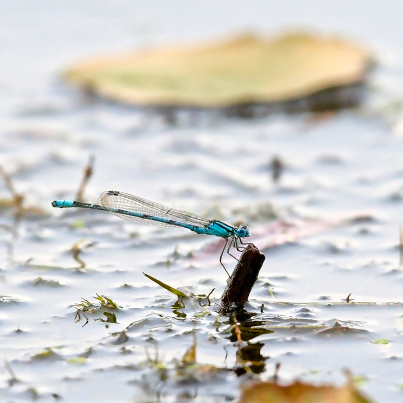 Sticklike damselflies have shortened adulthoods creating their children ...