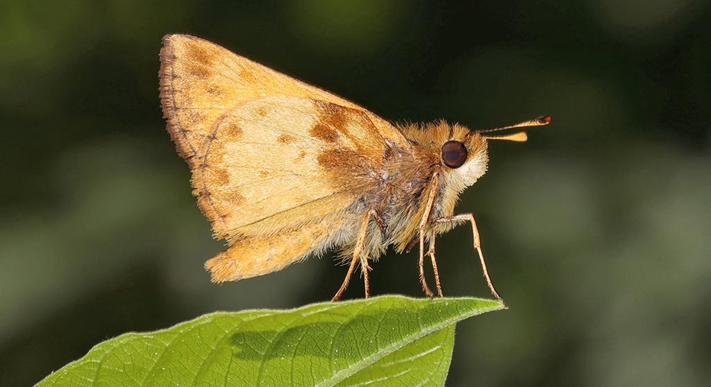 Grass skippers are butterflies' erratic flappers, focused on a plant ...