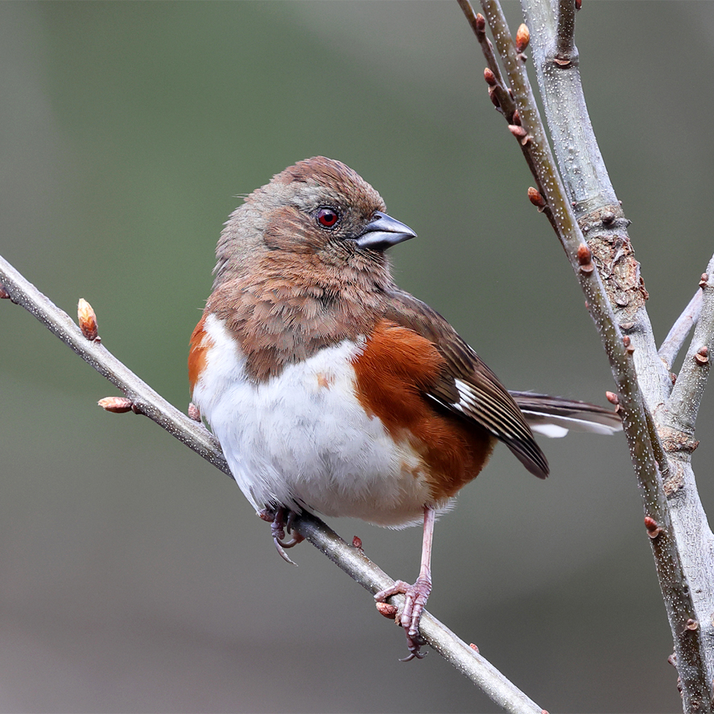 Eastern towhees aren't birds that fly high or far, but they never fail to remind you to drink ...