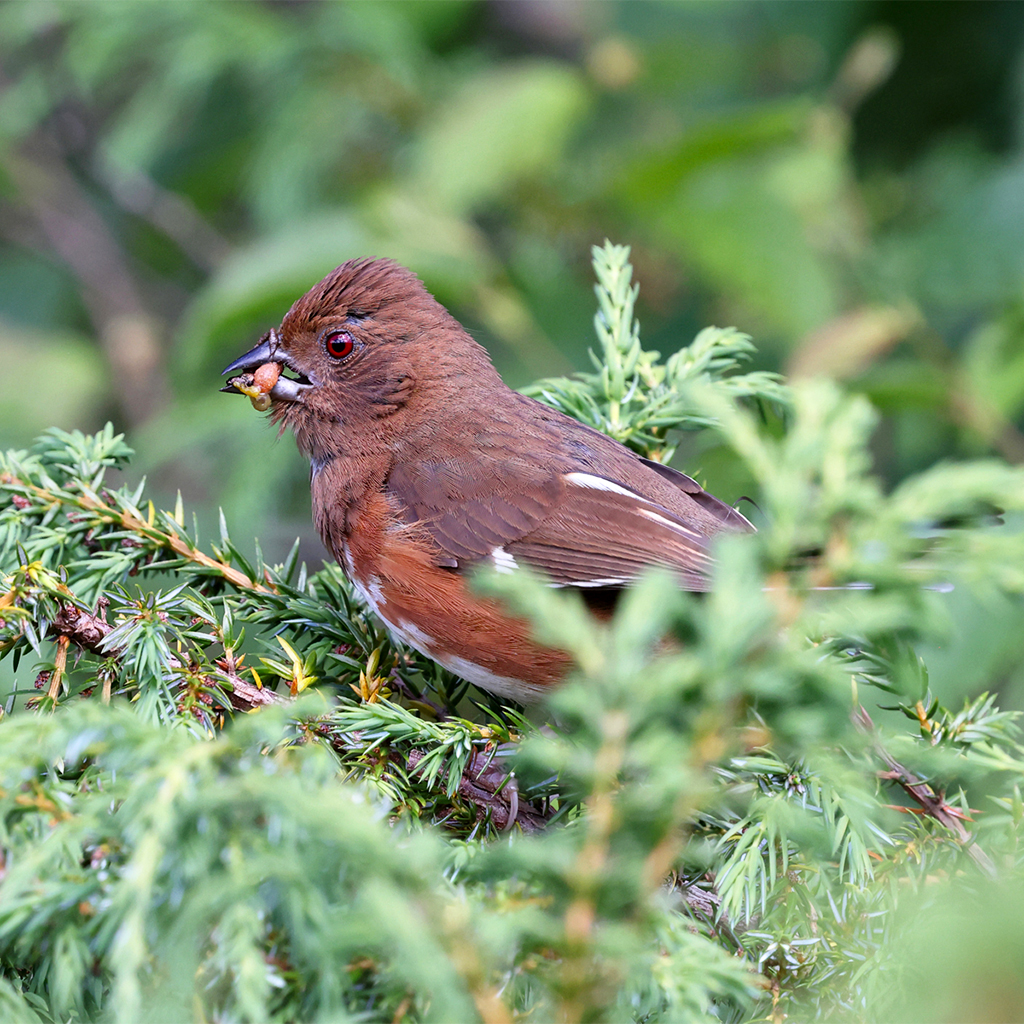 Eastern towhees aren't birds that fly high or far, but they never fail ...