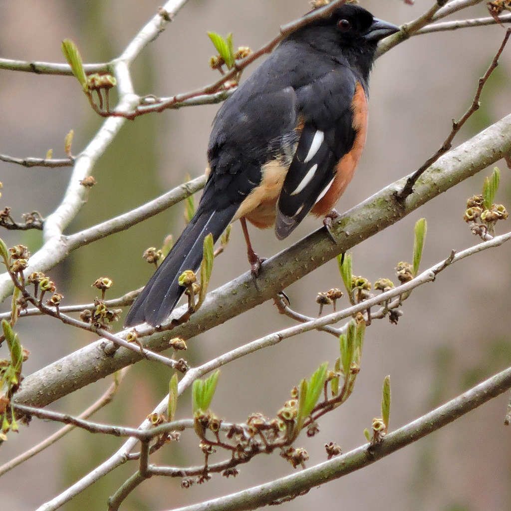 Eastern towhees aren't birds that fly high or far, but they never fail ...
