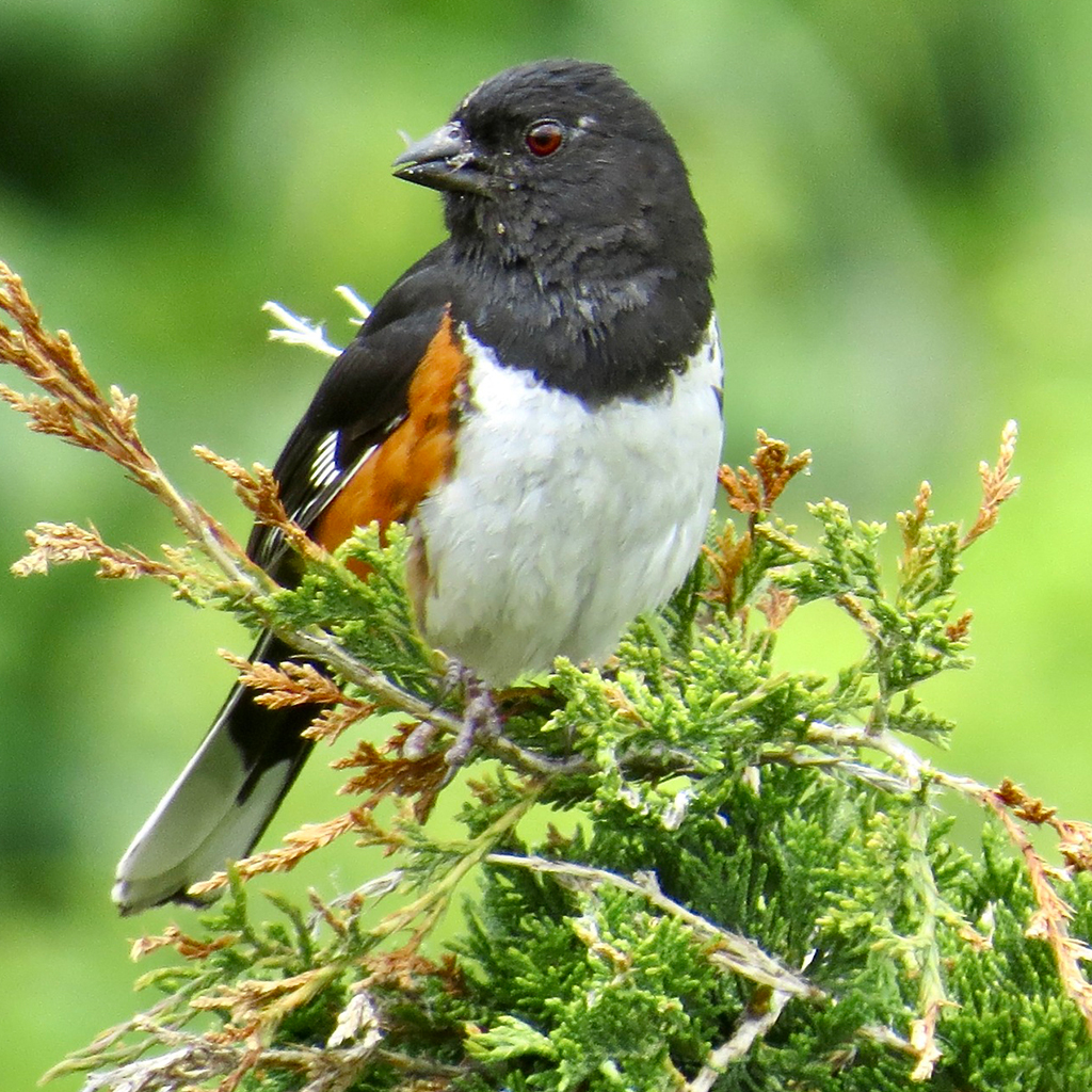Eastern towhees aren't birds that fly high or far, but they never fail ...