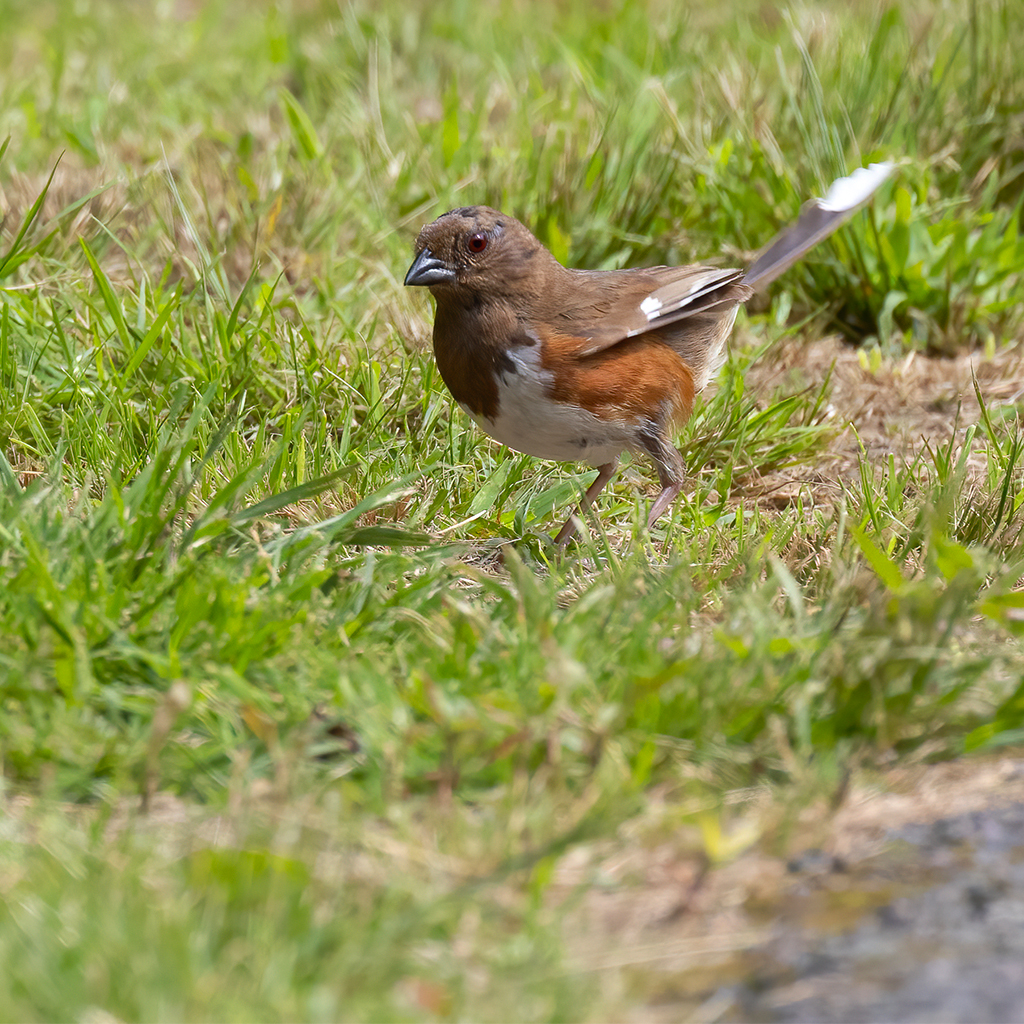 Eastern towhees aren't birds that fly high or far, but they never fail ...