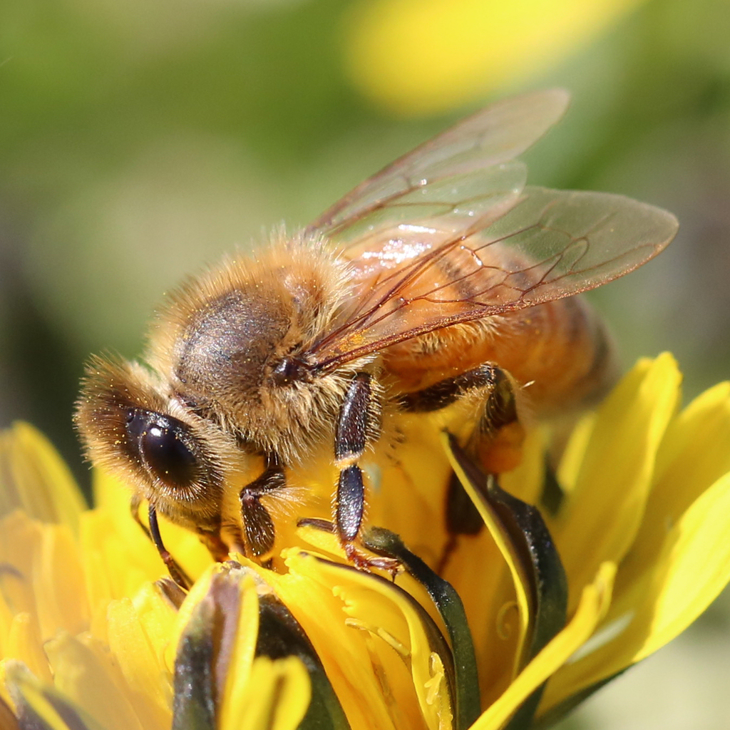 The ancient honeybee is too good at what it does, spreading so quickly ...