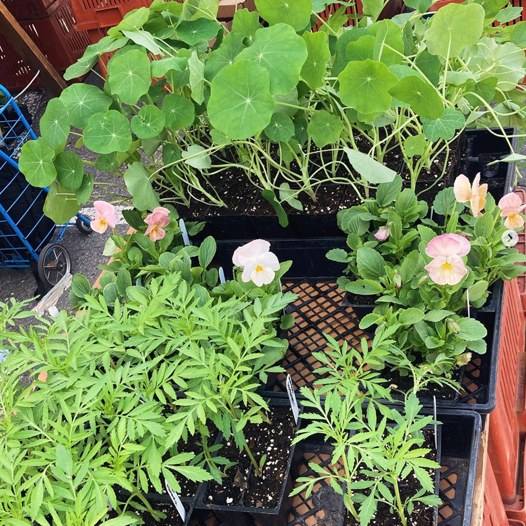 Farmers markets in Cambridge and Somerville, from tiny Cambridgeport to ...