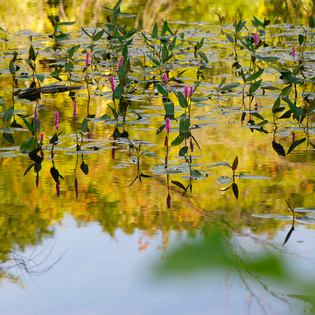 Watershed: An excursion in four parts (Part IV) - Cambridge Day