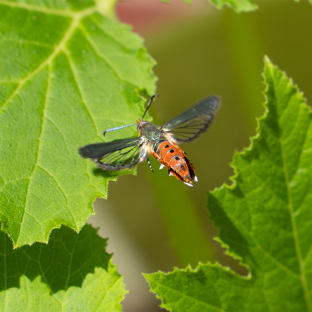 Squash vine borers will be the bane of your crop, but gardeners have ...