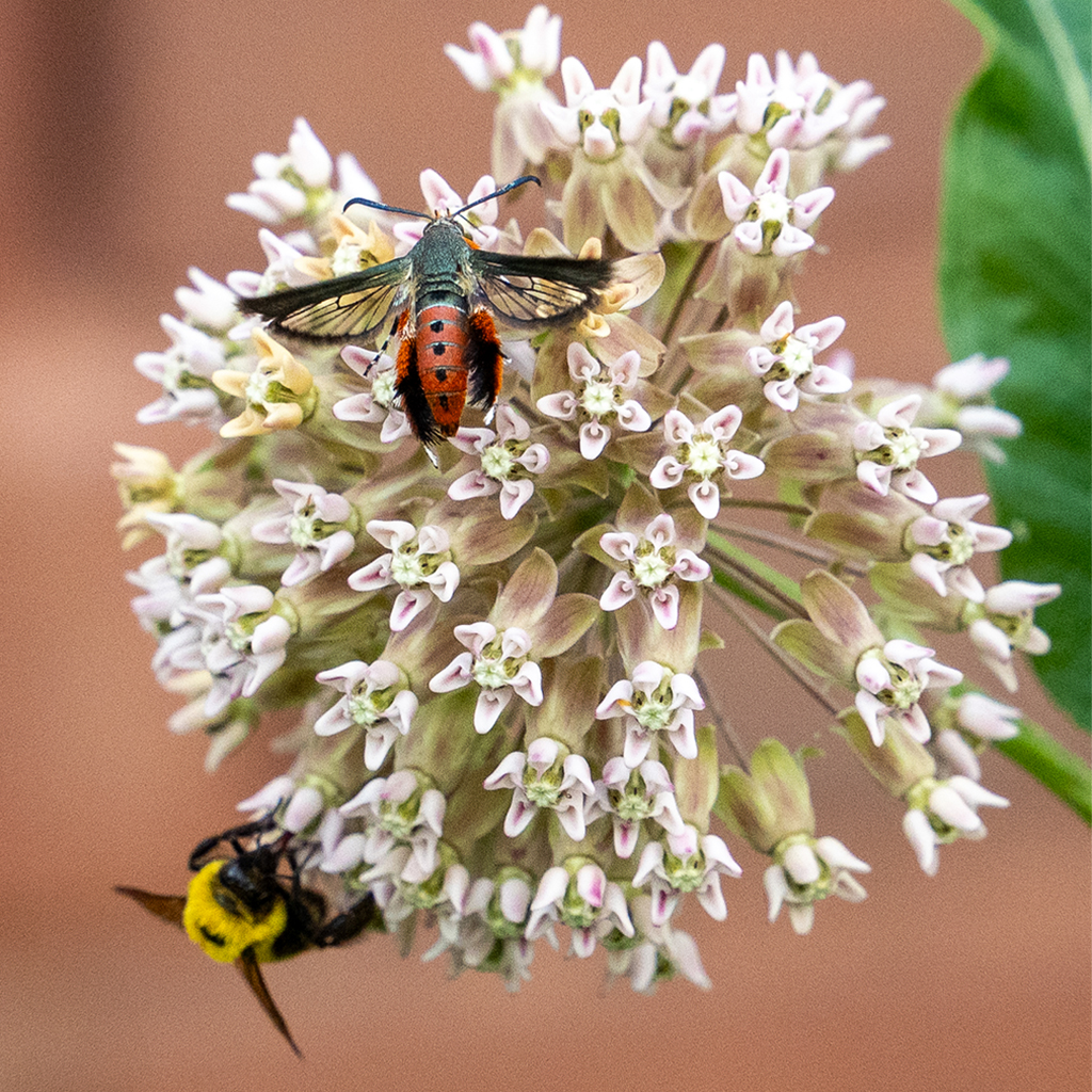 Squash vine borers will be the bane of your crop, but gardeners have ...
