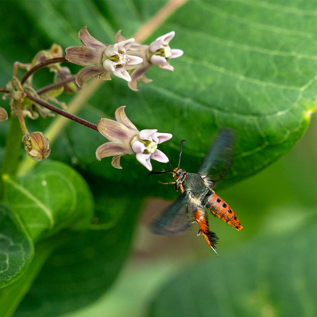 Squash vine borers will be the bane of your crop, but gardeners have ...
