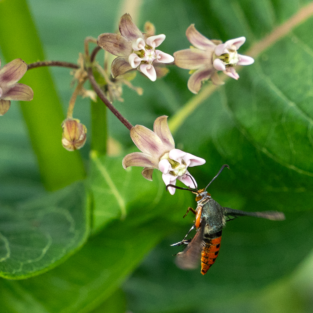 Squash vine borers will be the bane of your crop, but gardeners have ...