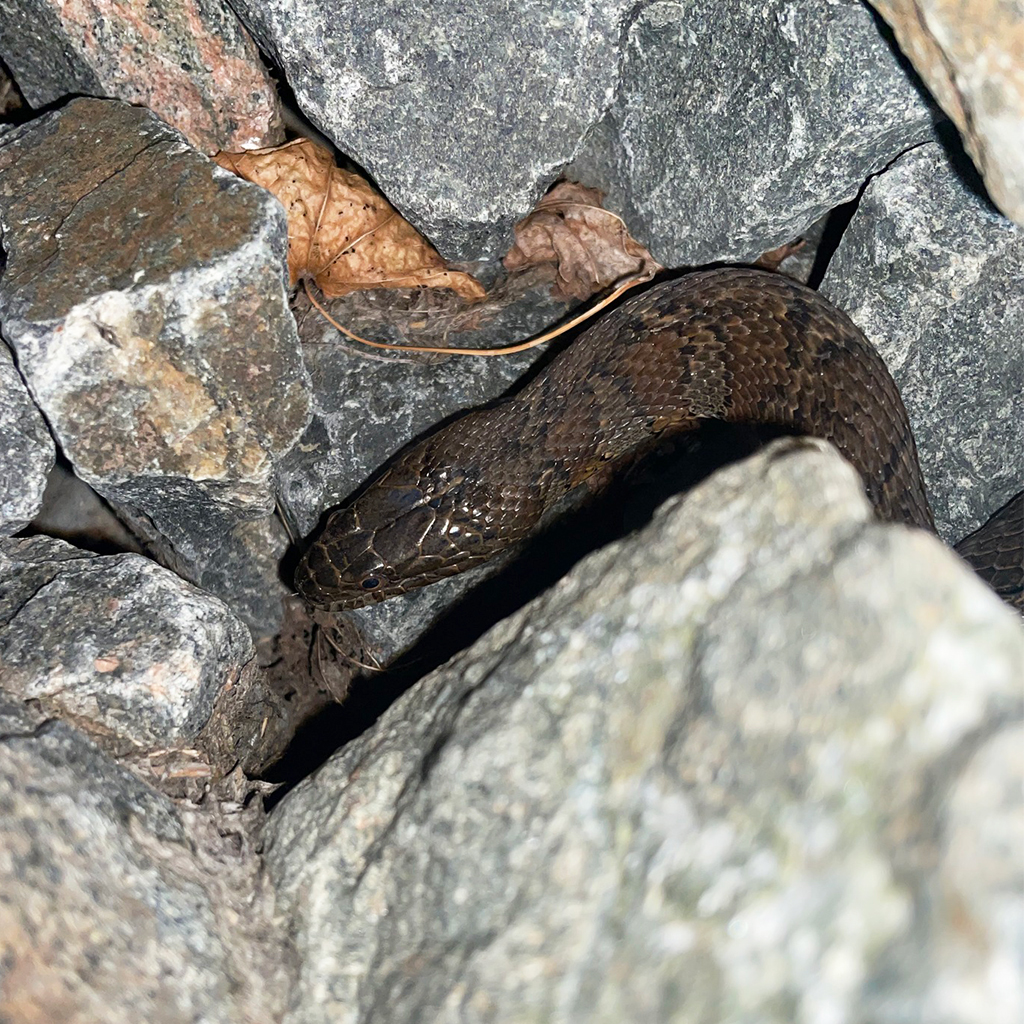 Squash vine borers will be the bane of your crop, but gardeners have ...