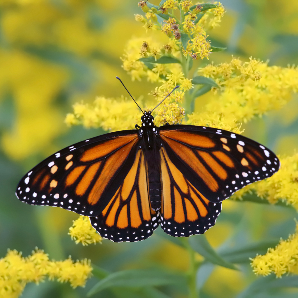 More about monarch butterflies, under threat from a parasite found in ...